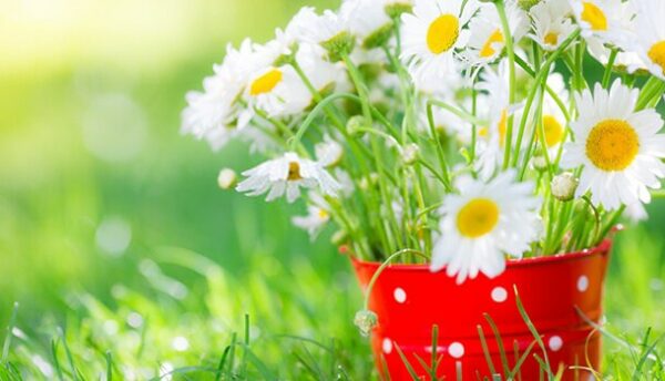 Best Flowers For Wedding Anniversary By Year Celebrate Their Uniqueness best-flowers-for-wedding-anniversary-by-year-celebrate-their-uniqueness